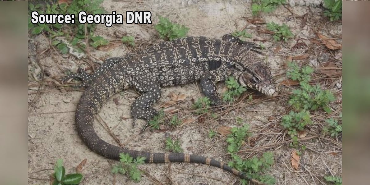 Argentine black and white Tegus spotted in Toombs, Tattnall Counties Argentine black and white Tegus spotted in Toombs, Tattnall Counties